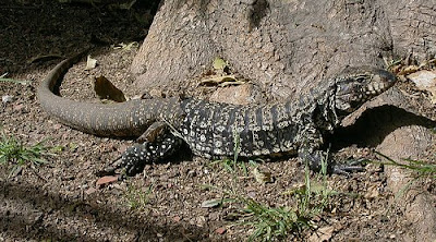 TE LO RECOMIENDO: LAGARTO OVERO