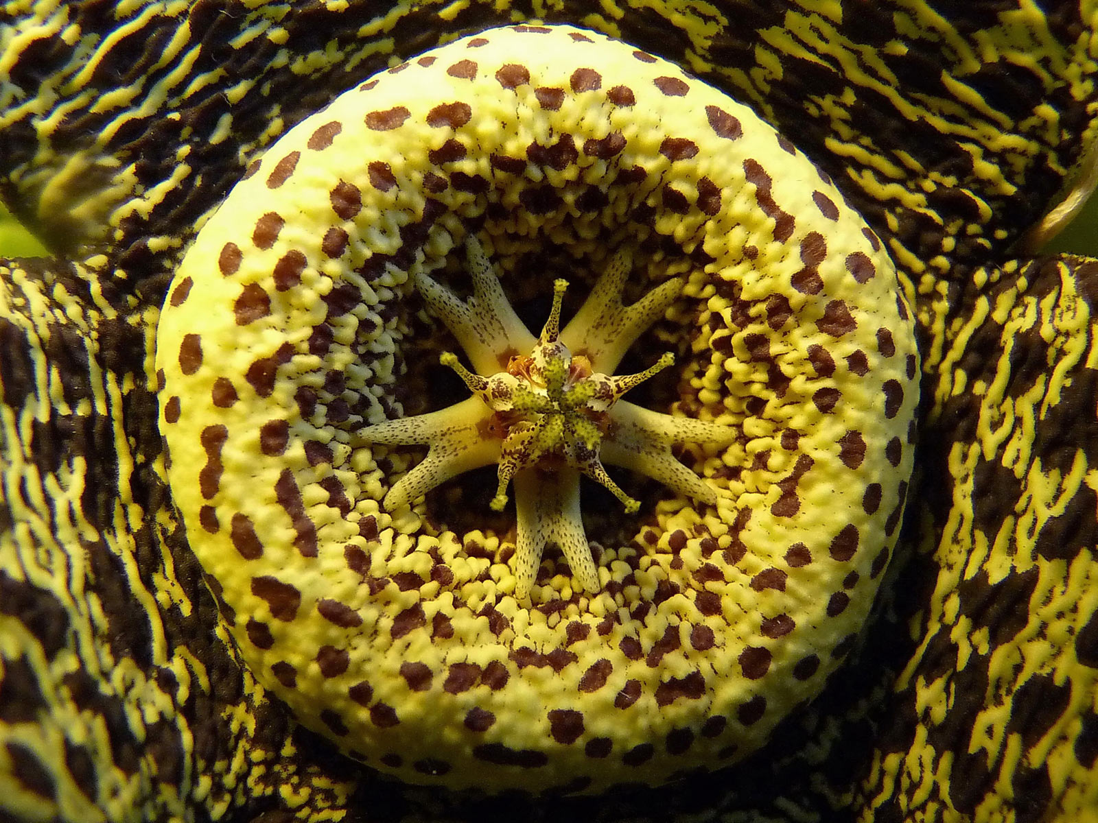 MBSSKL SIXTH FORM SCIENCE AND MATHEMATICS SOCIETY: Superflower: Rafflesia