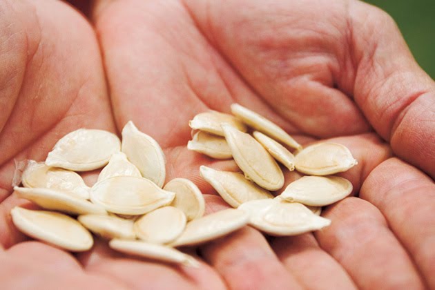 Da Semente à Árvore: Recolha e conservação de sementes