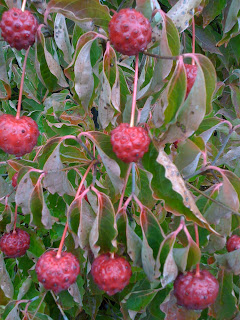 Fruit Trees - Home Gardening Apple, Cherry, Pear, Plum: Tree With Fruit ...