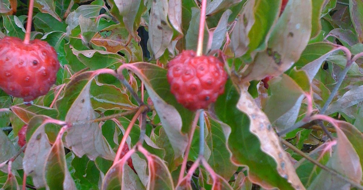 Never The Same Day Twice: Bumpy Cherries