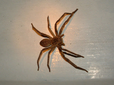 One Day in the Life of Jerome: Rain Spiders come with Rain