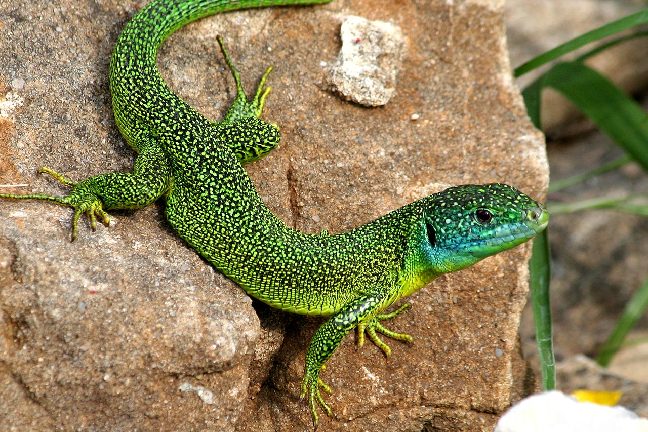 Hazánk állatai: Hüllők