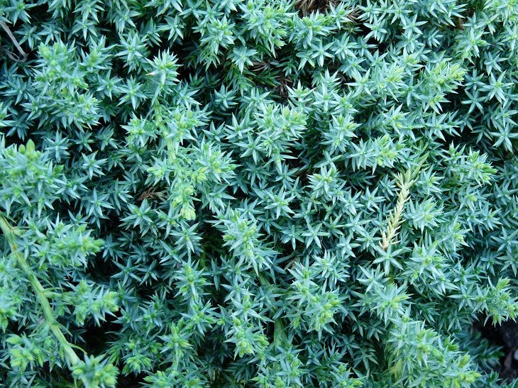 Hill Shepherd: Dwarf Japanese Garden Juniper Scientific name: Juniperus ...