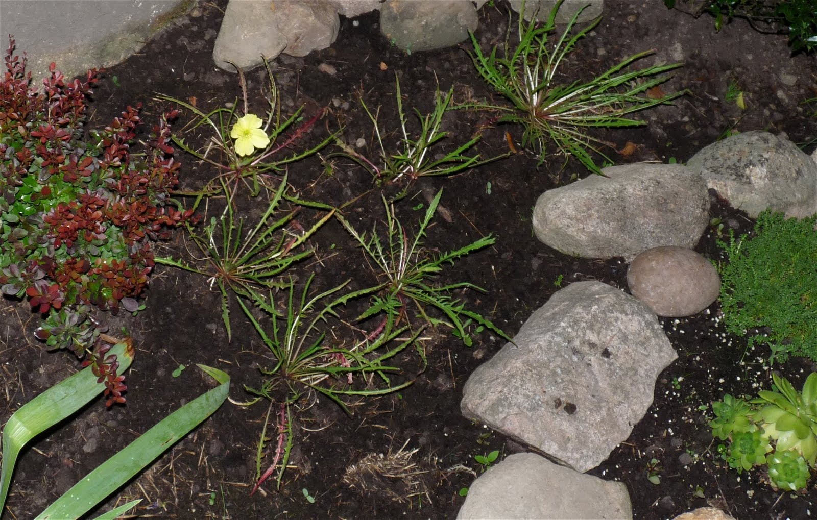 Hill Shepherd: Yellow Moon Flowers Oenothera acaulis aurea