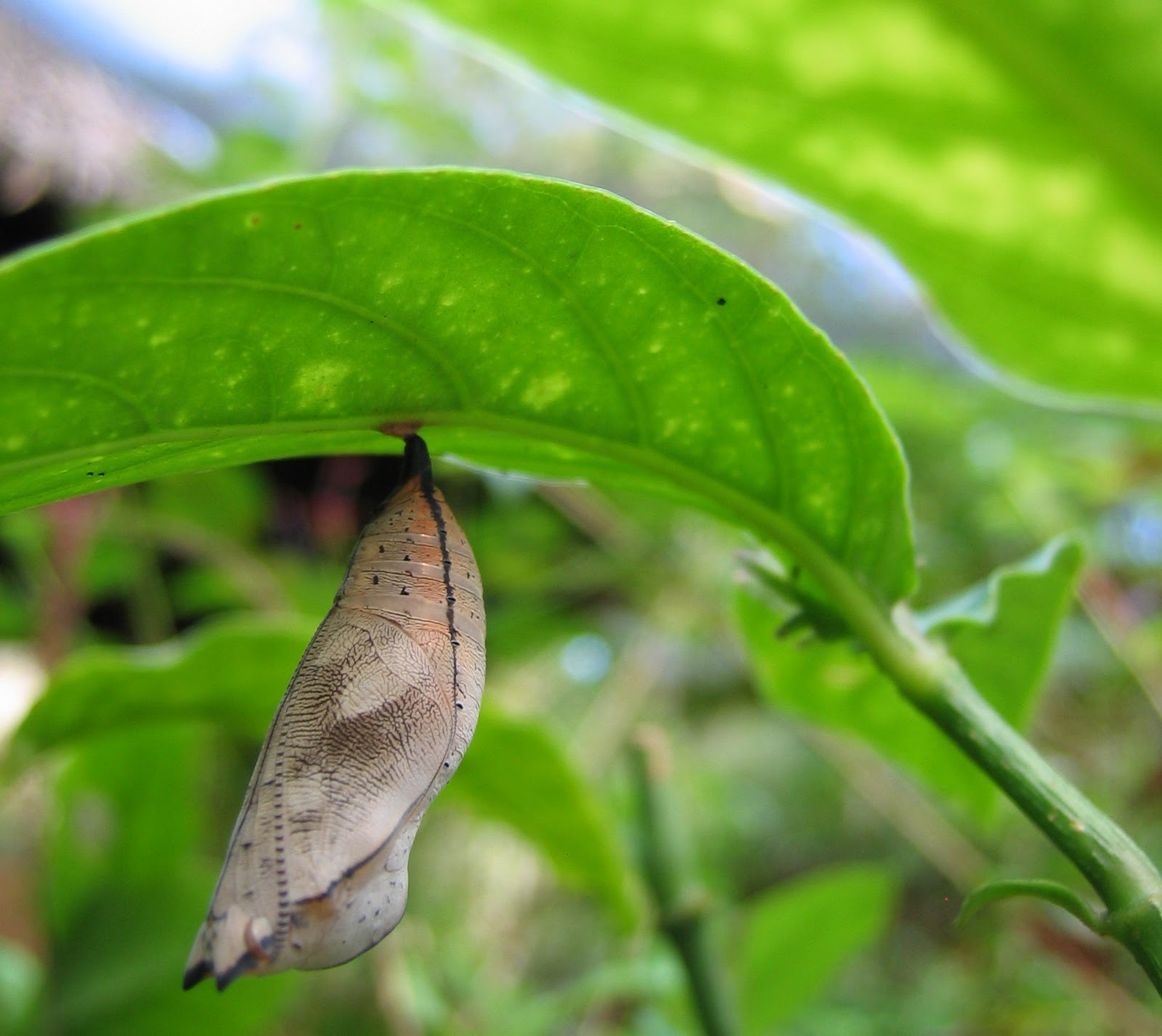 Montreal to Mayumi: Chocolate hills, butterflies and rainbows