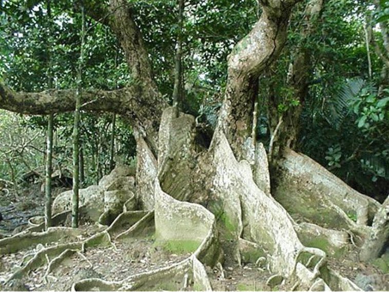 JOM LAWAT TERENGGANU @ LETS VISIT TERENGGANU MALAYSIA: Dungun