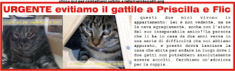 Della filosofia e dei gatti: cercasi urgentemente mamma gatta o balia ...