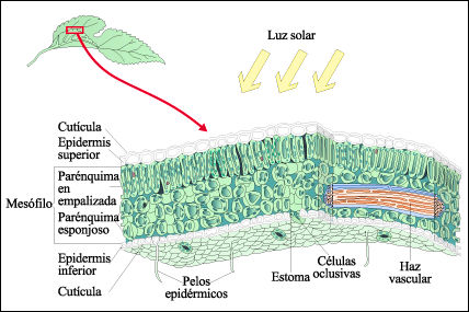 Agronomía en La Pampa.: FERTILIZACION FOLIAR de CULTIVOS (I)