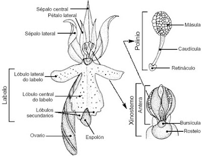 Introducción a las Orquídeas