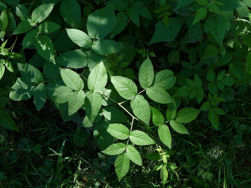 Frambueso (Rubus idaeus) y frambuesas... mmm...¡deliciosas!