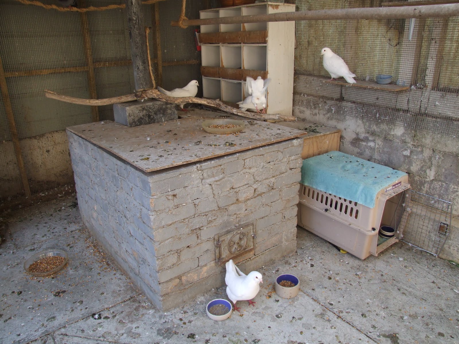 the rescue report: Help deep clean and repair my SF pigeon coop?