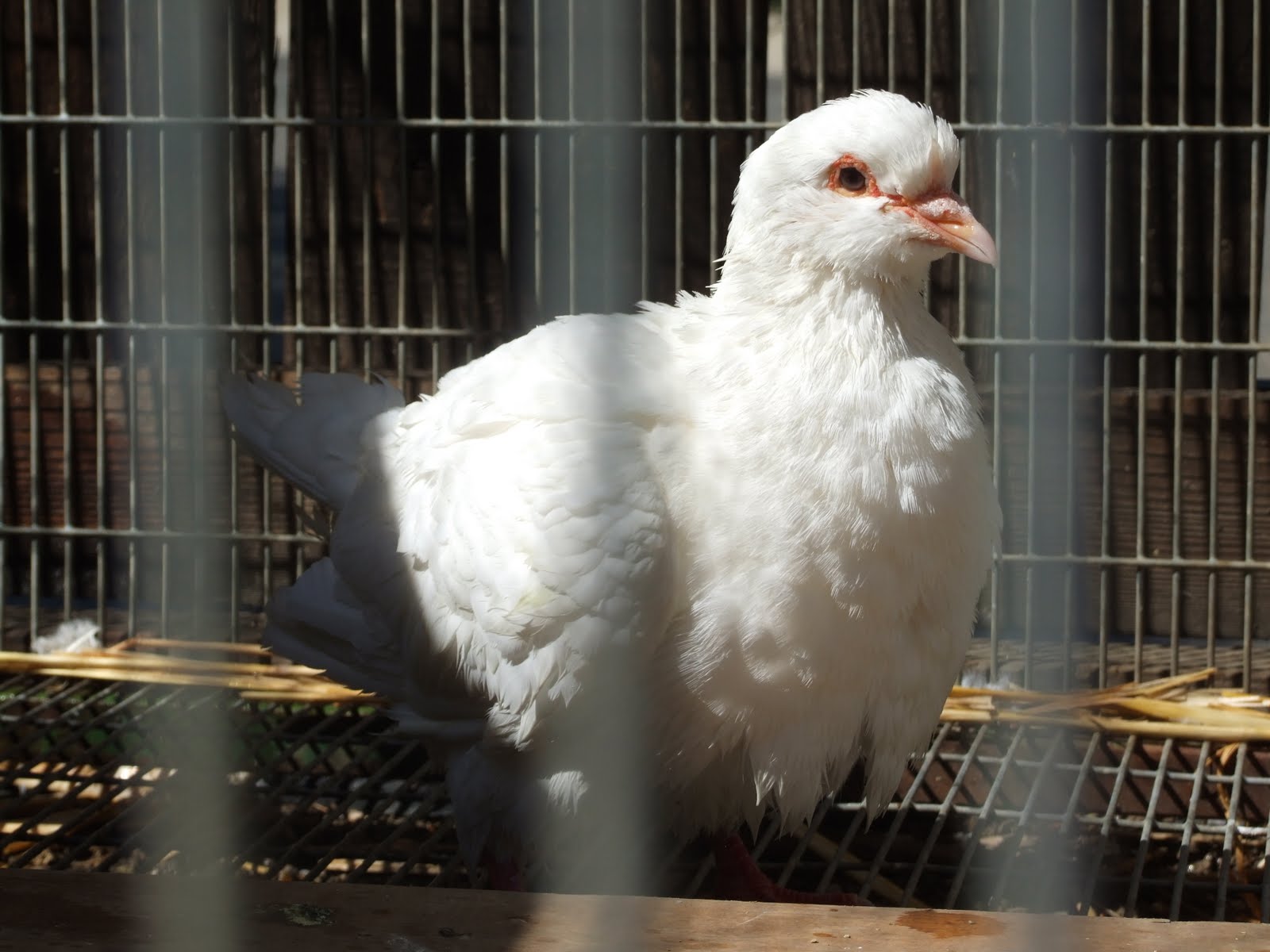 the rescue report: Abby Joins the Old Lady Pigeon's Retirement Club