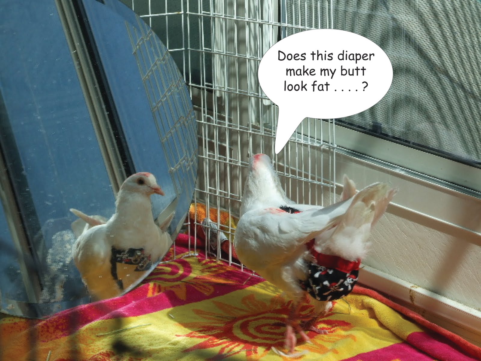 the rescue report: PIGEONS AS INDOOR PETS - THE MIRACLE OF PIGEON PANTS