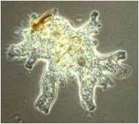 Bio & Bio: Citologia - Membrana Plasmática