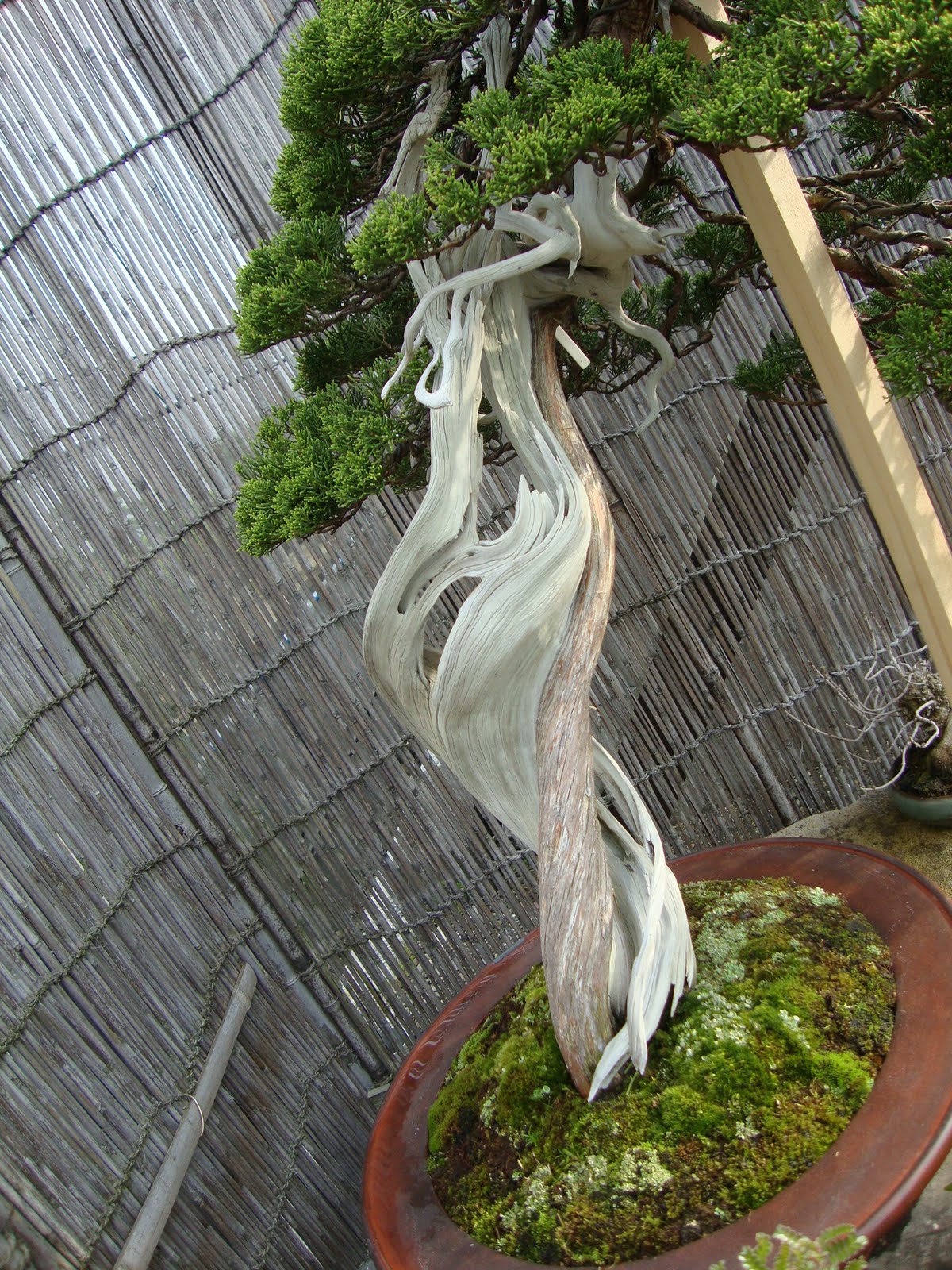 kingii: dia6, choumi se va