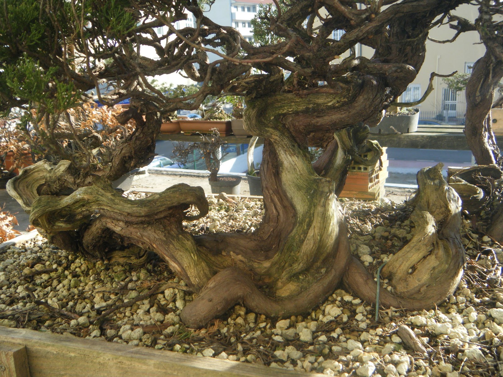 matojo, el detalle – Kingii Bonsai