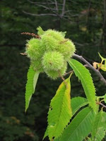 Society for the Protection of NH Forests: The American Chestnut Makes a ...