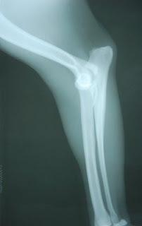 vet FAM: Luxación de Codo en perro Cocker, macho de 3 años