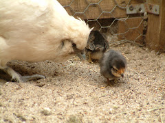 ...A VERY FAIRY GARDEN...: ~Valaisian Blacknose Sheep