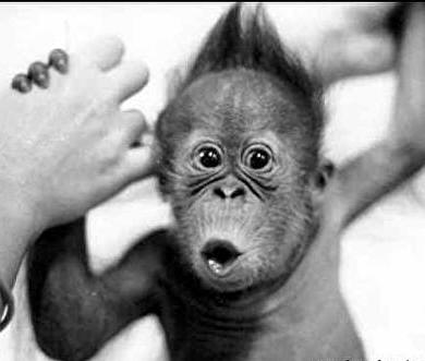 Mono tierno - Imagui