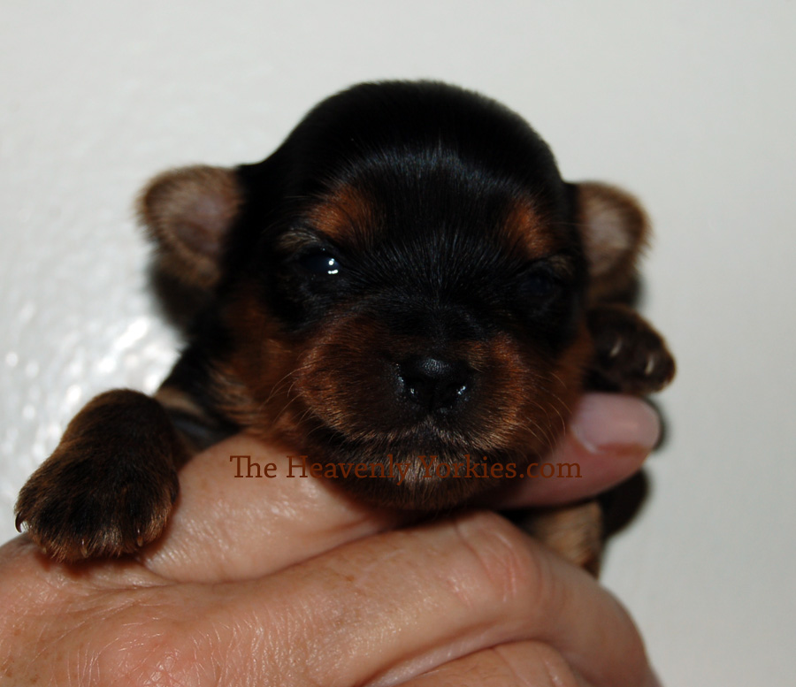 The Heavenly Yorkies: Two Week old Puppies