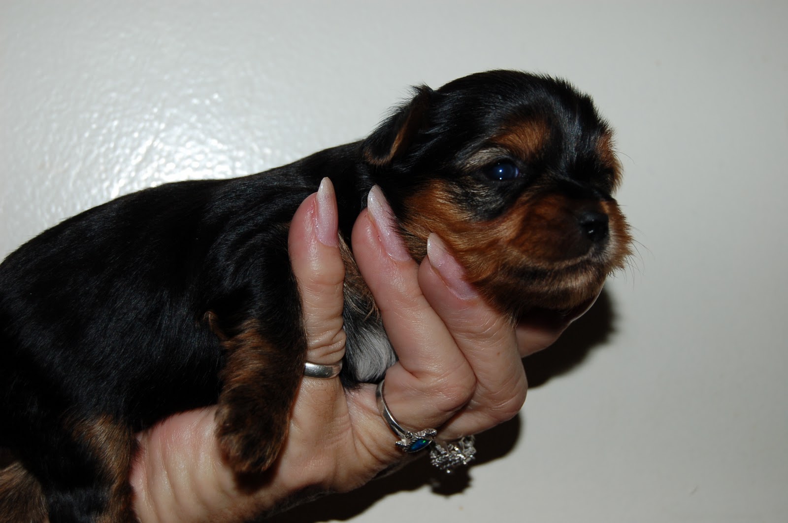 The Heavenly Yorkies: Puppies 4 weeks pictures