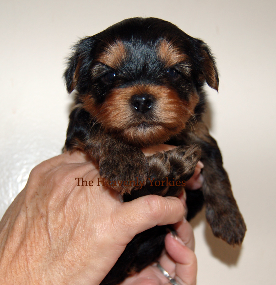 The Heavenly Yorkies: Puppies 4 weeks pictures