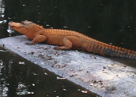 The Best Animal Stories: Orange Alligator Found In Florida?
