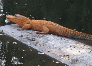 The Best Animal Stories: Orange Alligator Found In Florida?