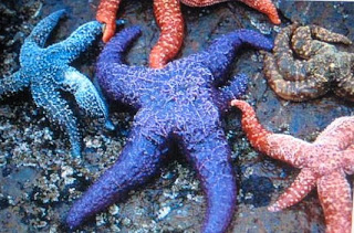 fluitjiesriet: Sterre wat nie skitter nie......of tog?