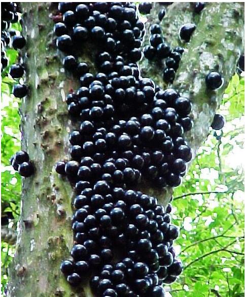 Grand's Chef's: A Jabuticaba é 100% Brasileira.