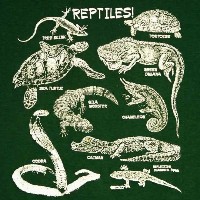 Reino Animal: ANIMALES VERTEBRADOS