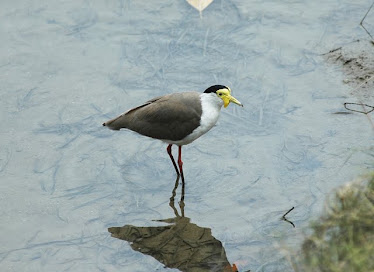 LN Lodwick Stock Photography - Birds