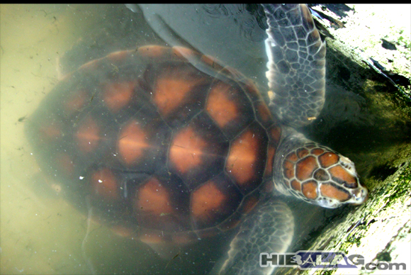 Liking endangered sea-turtle: Pawikan nesting sanctuary a visit - Hibalag