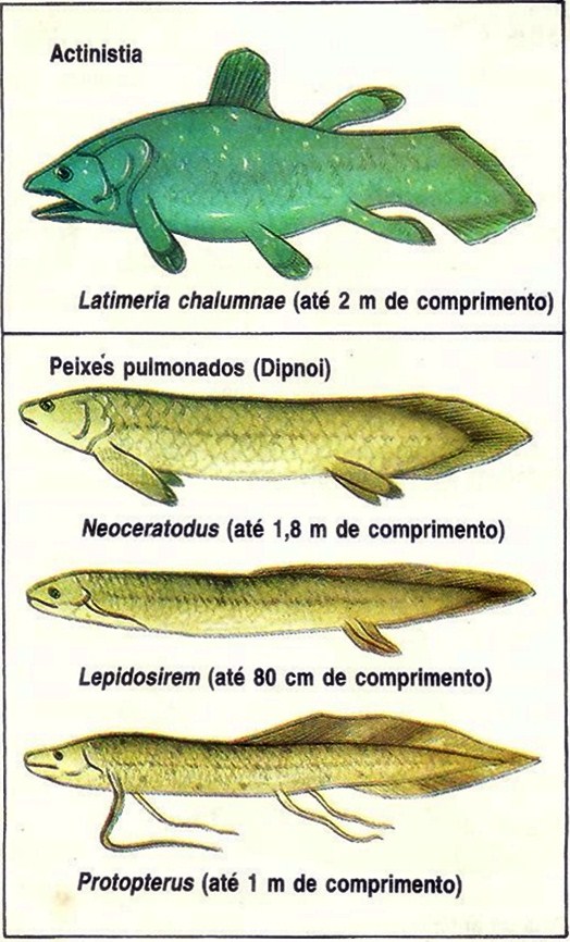 Peixes: Osteíctes