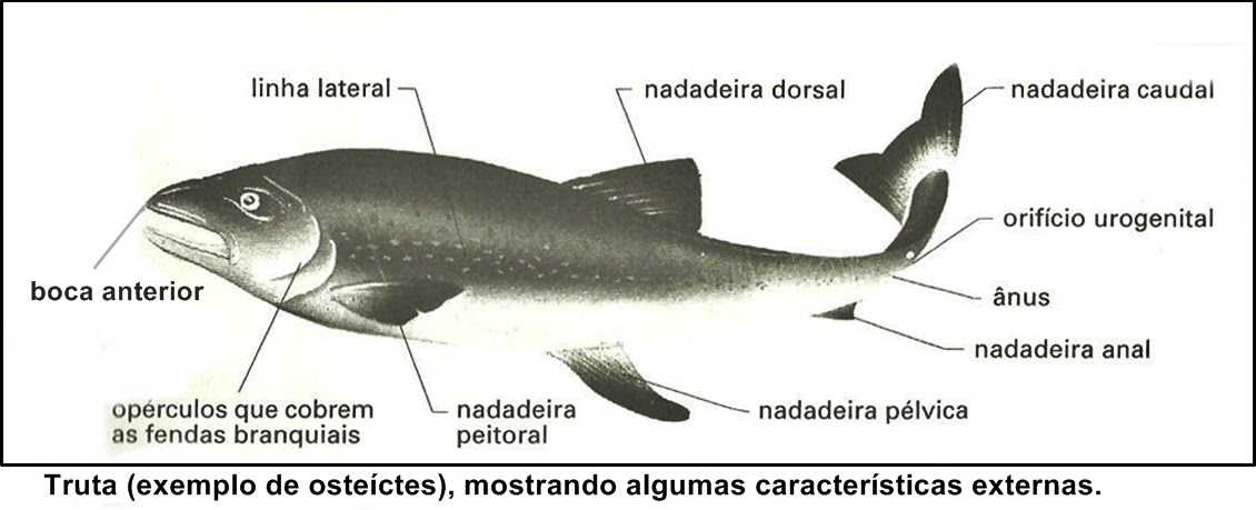 Peixes: * Anatomia Externa