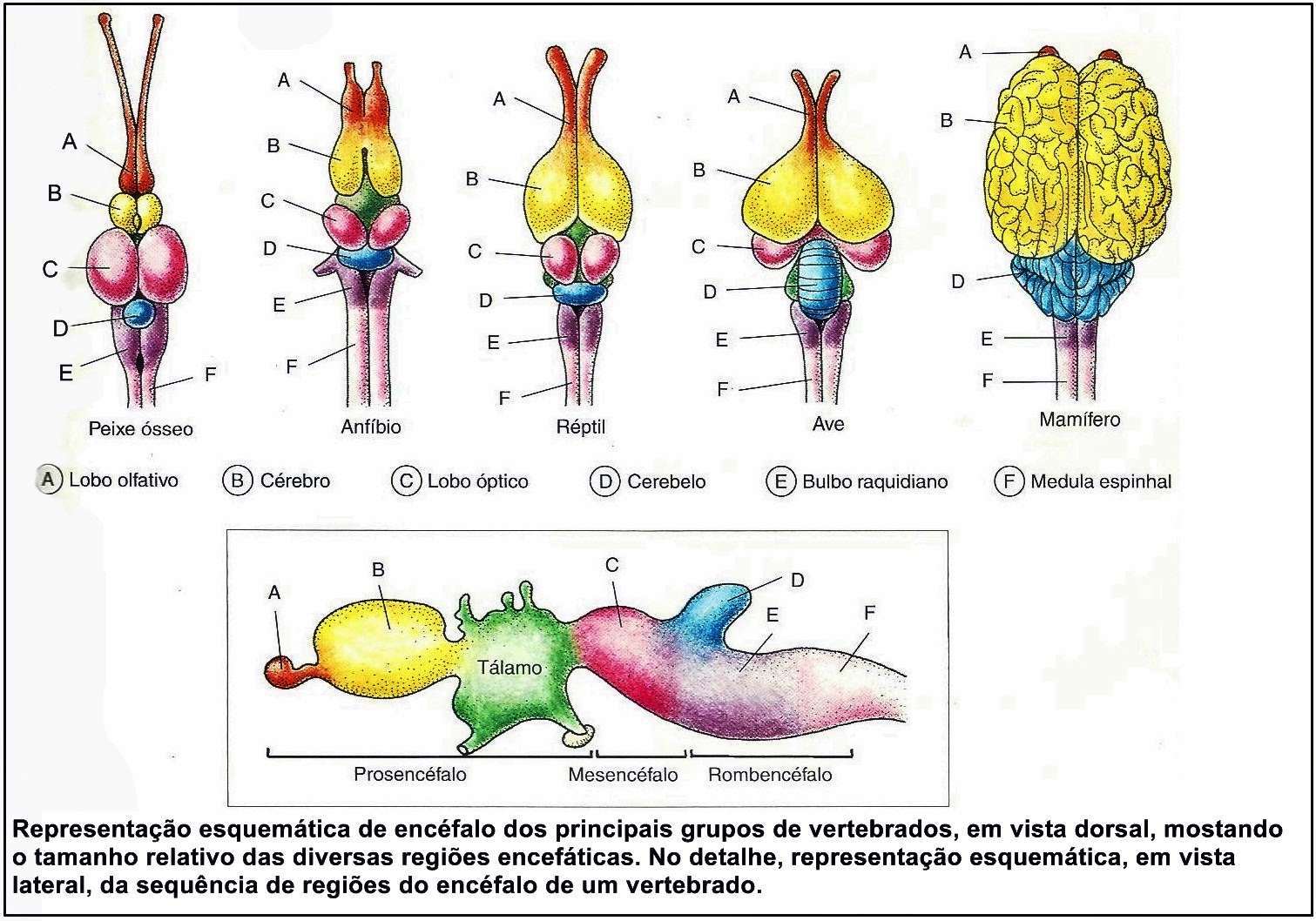 Peixes: * Anatomia Interna