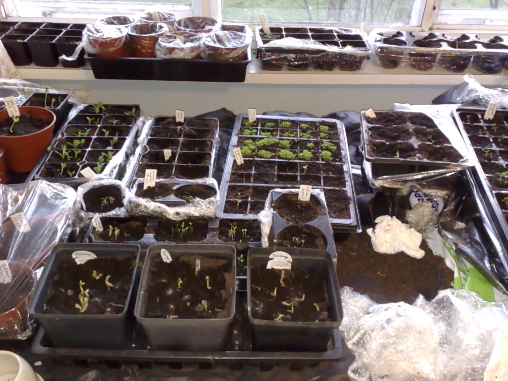 .: The fun is in the journey- seed-catalogues in autumn - and a "before ...