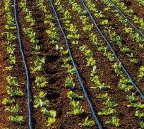 sarusara: Irrigation Methods In Agriculture
