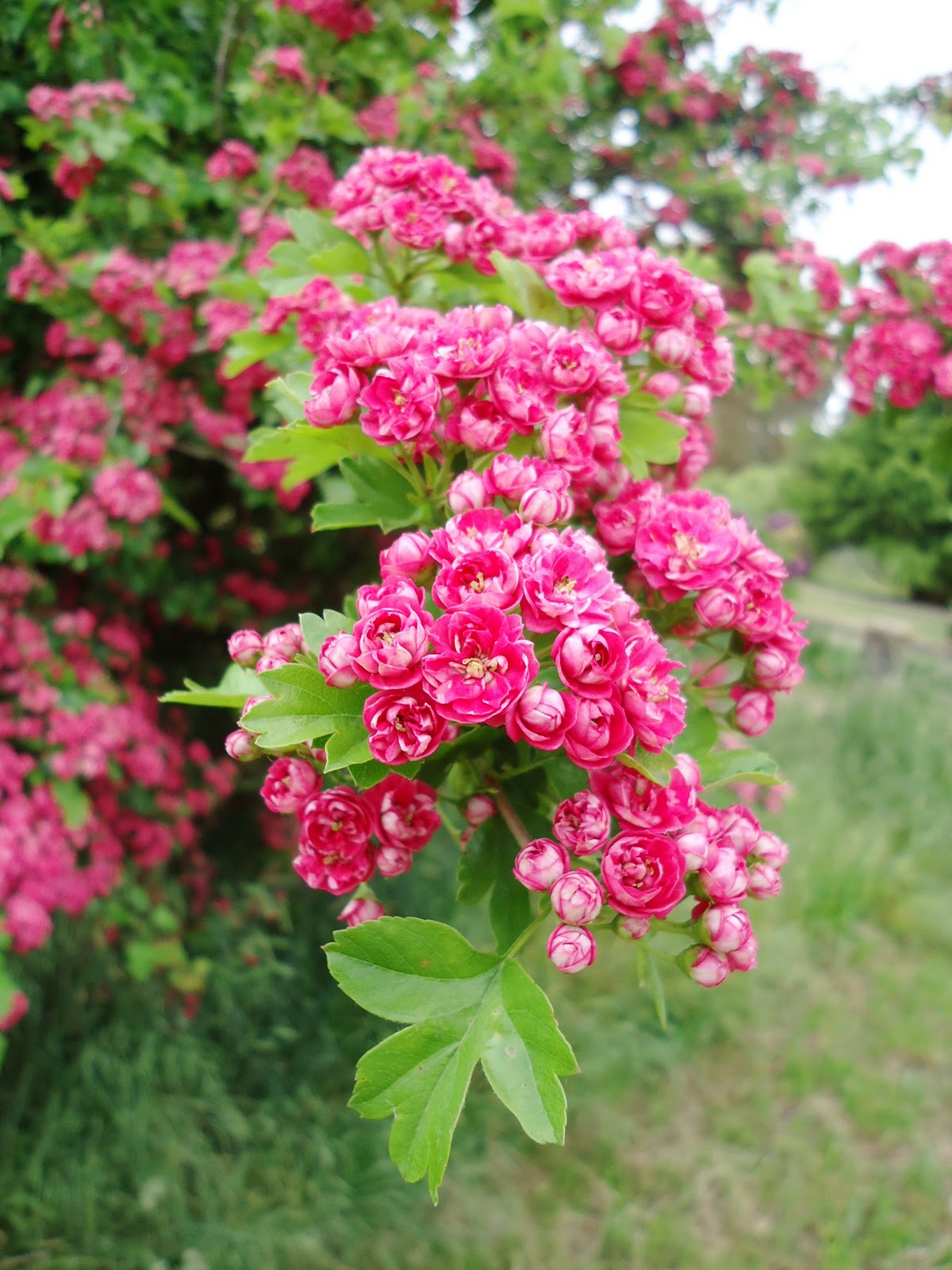 Mount Franklin Annual Pagan Gathering: The Hawthorn (The May Tree)