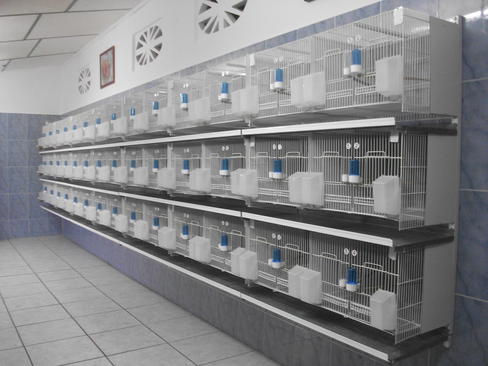 AVIARIO LA TORRETA: AVIARIO PREPARADO PARA LA CRIA 2011.