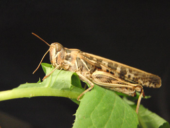 ~Black locust posts+nj~ || ~scientific name green locust tree~