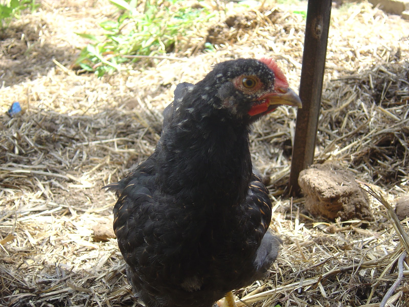 Fairy Castle Farm: Chickens: Barnevelder