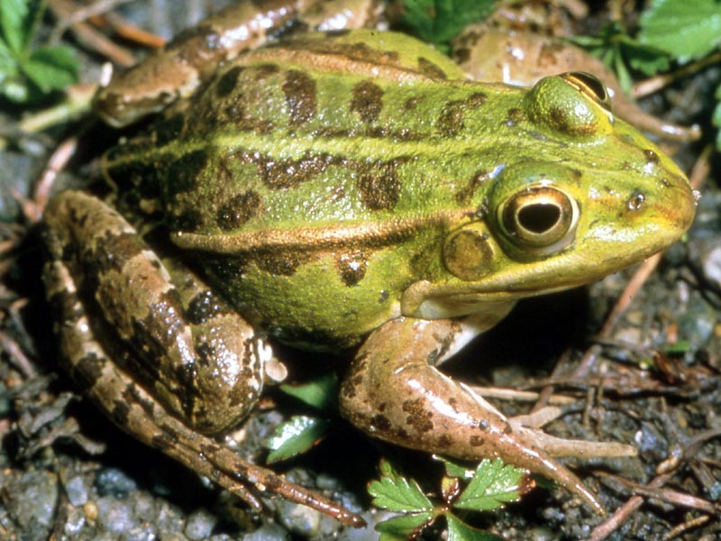 LA CIENCIA DE LA VIDA: 02/2011