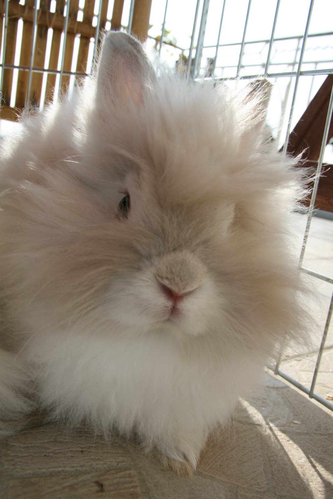 Vladimir le lapin albinos: Mes enfants