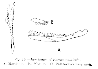 The Kerala Articles: Snake Fangs