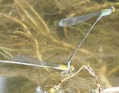 cool image: Why the humble dragonfly can help curb dengue