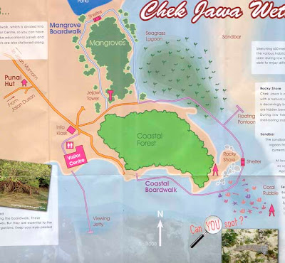 Interesting Green: Chek Jawa - Treasure at Pulau Ubin