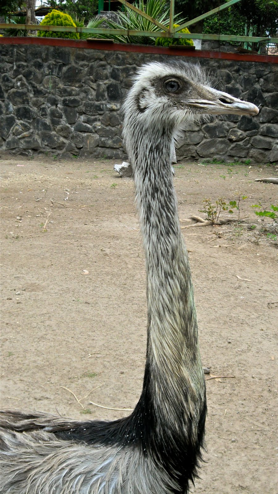 CIENTOTRES: Aves en el zoo de Toluca by jesus garcía.
